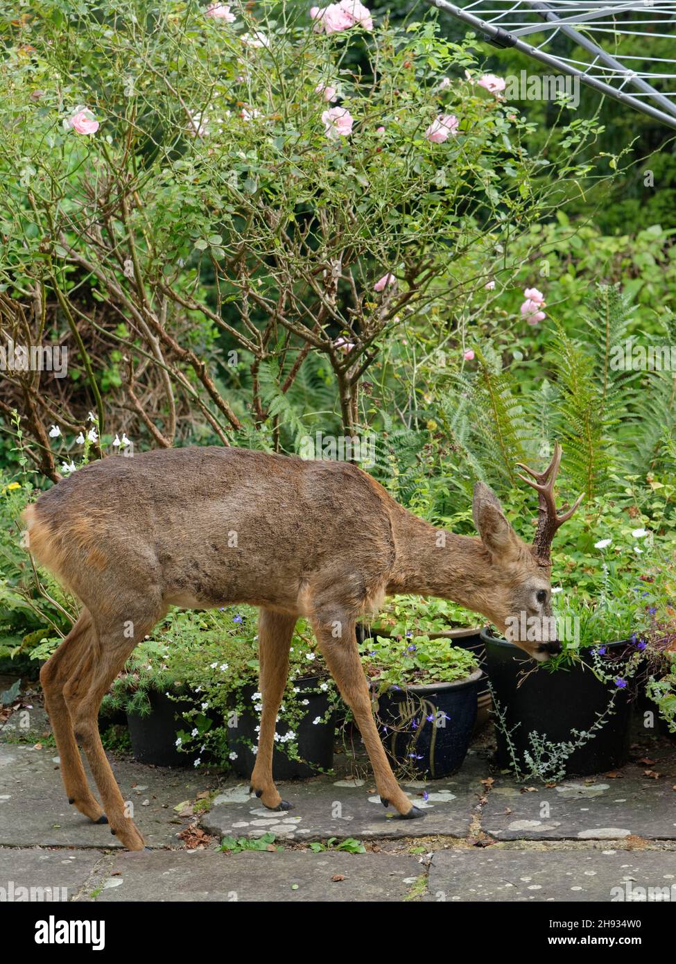 Roe deer (Capreolus capreolus) stag grazing pot plants on a patio ...