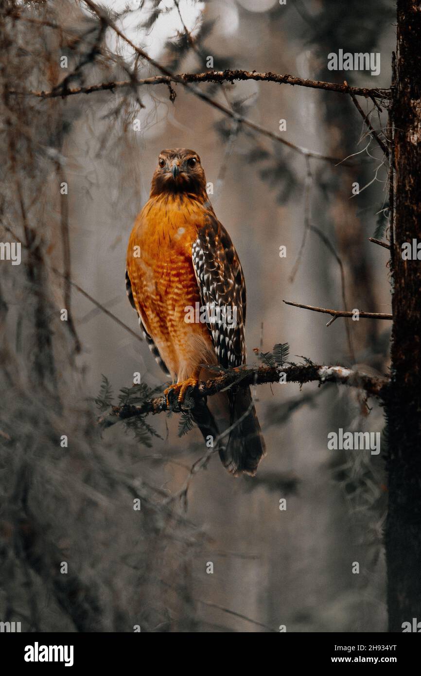 Vertical shot of a common buzzard perched on a tree branch in a forest ...