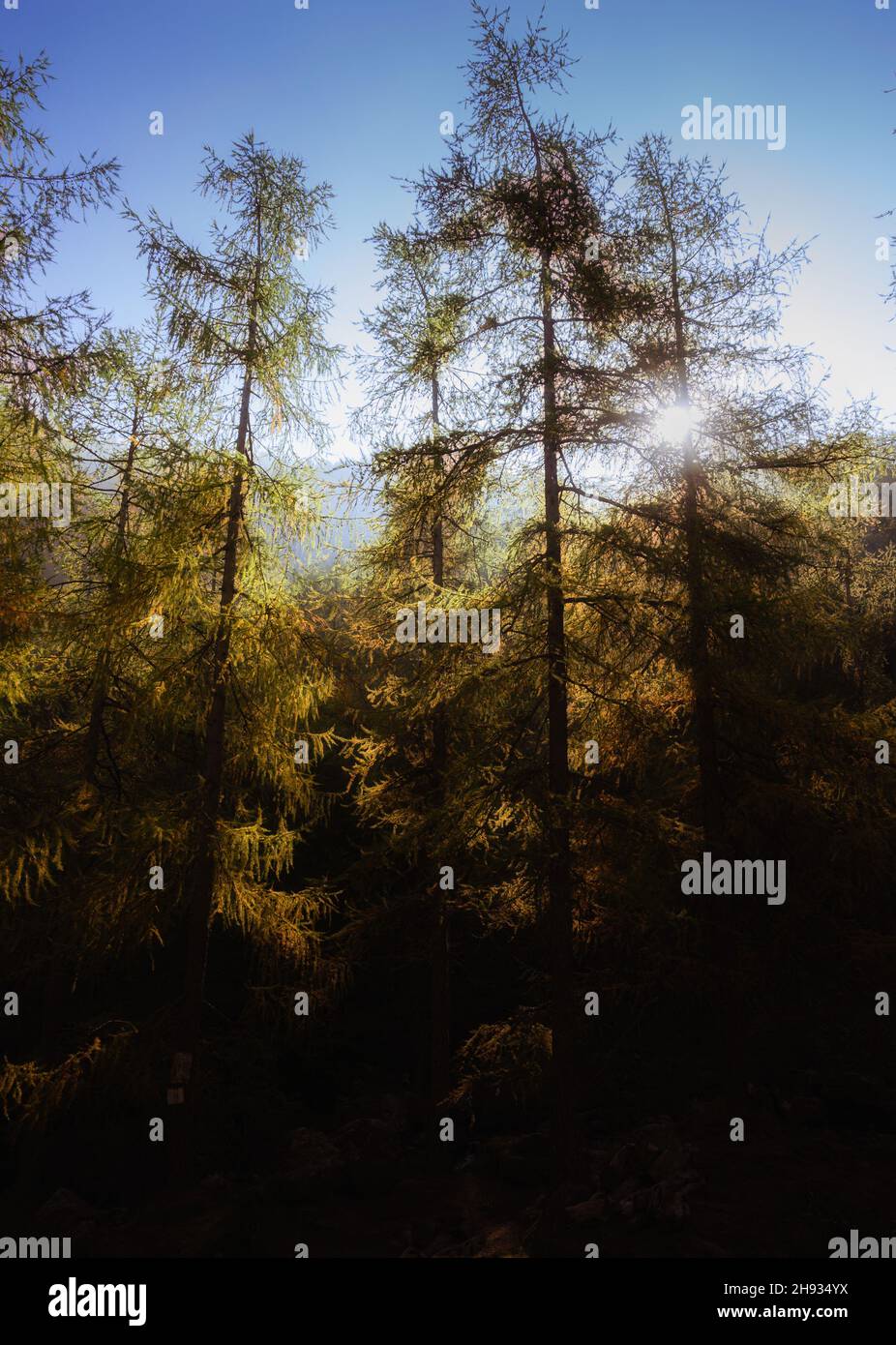 Larches fir hi-res stock photography and images - Alamy