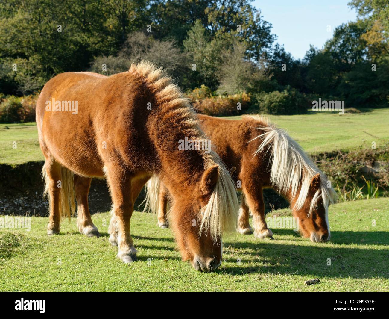 Shetland ponies (Equus caballus) mother and foal grazing grassland ...