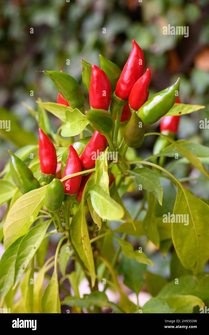 Small plant of red chillies from Calabria Stock Photo - Alamy