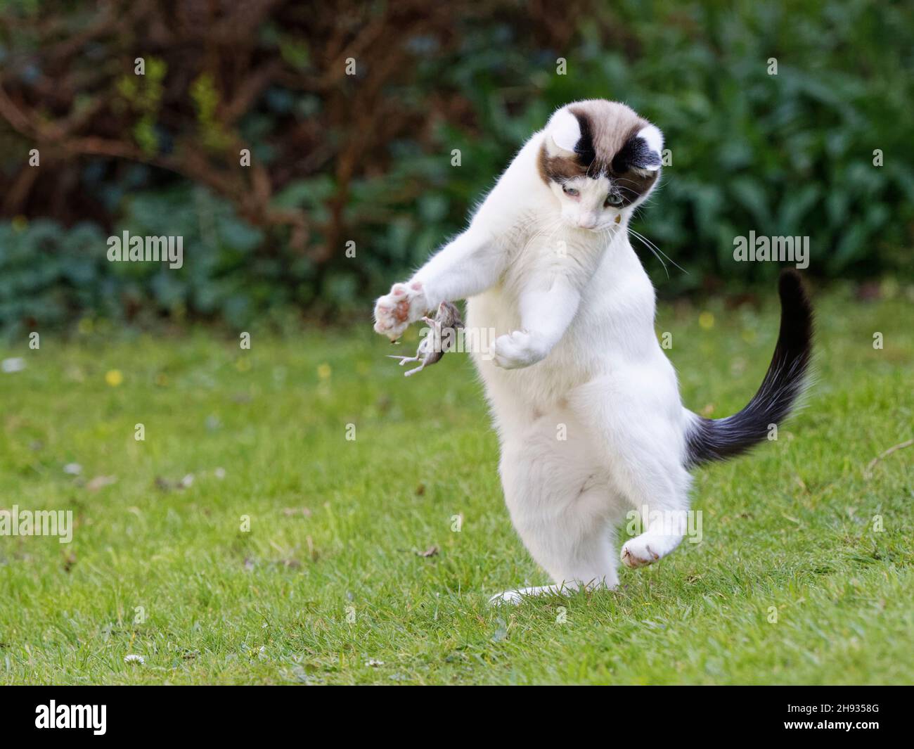 Cat hunting mouse hi-res stock photography and images - Alamy