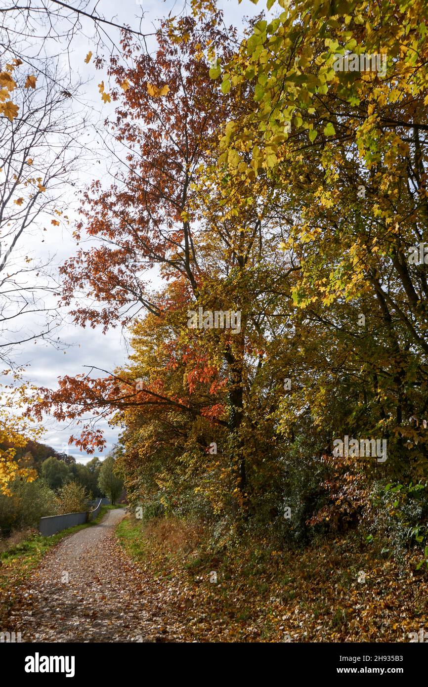 Beautiful view of autumn trees in a field Stock Photo - Alamy