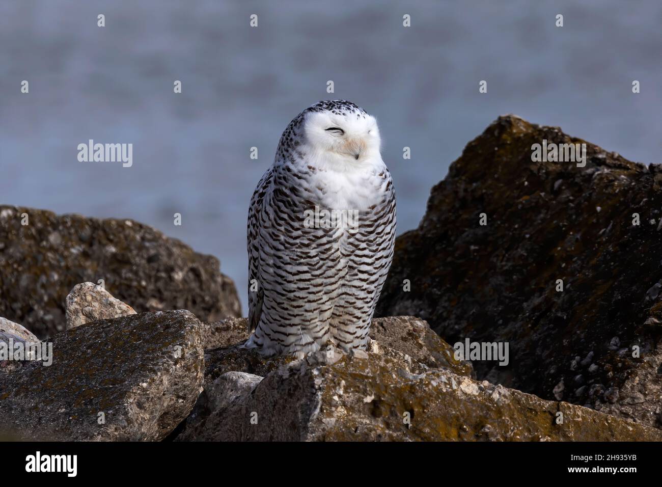 The Snowy owl (Bubo scandiacus), also known as the polar owl, the white ...