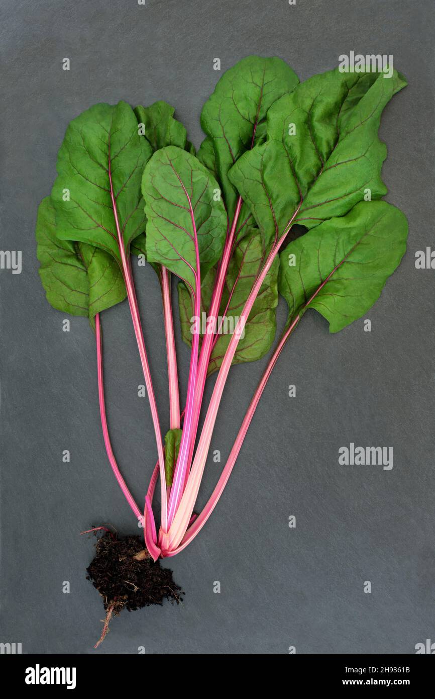 Swiss chard ruby red leafy green organic vegetable with soil root ball ...