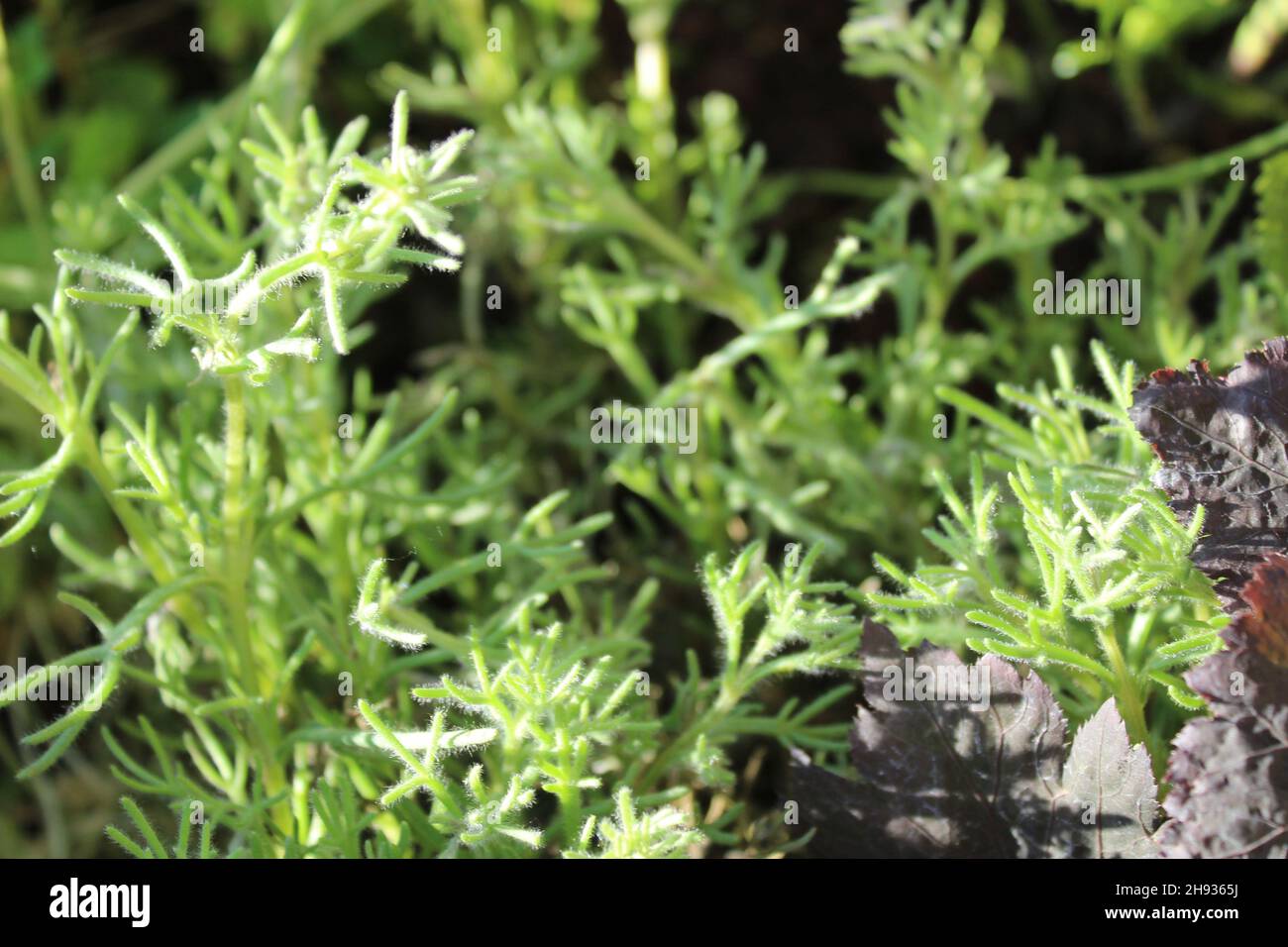 Gyros herb hi-res stock photography and images - Alamy