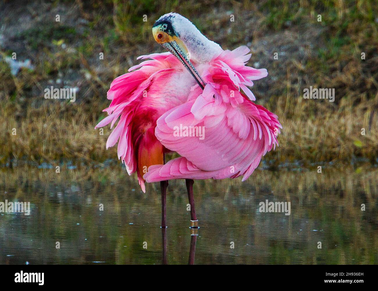 The Roseate Spoonbill, Platalea ajaja, is a large wading bird with pink ...