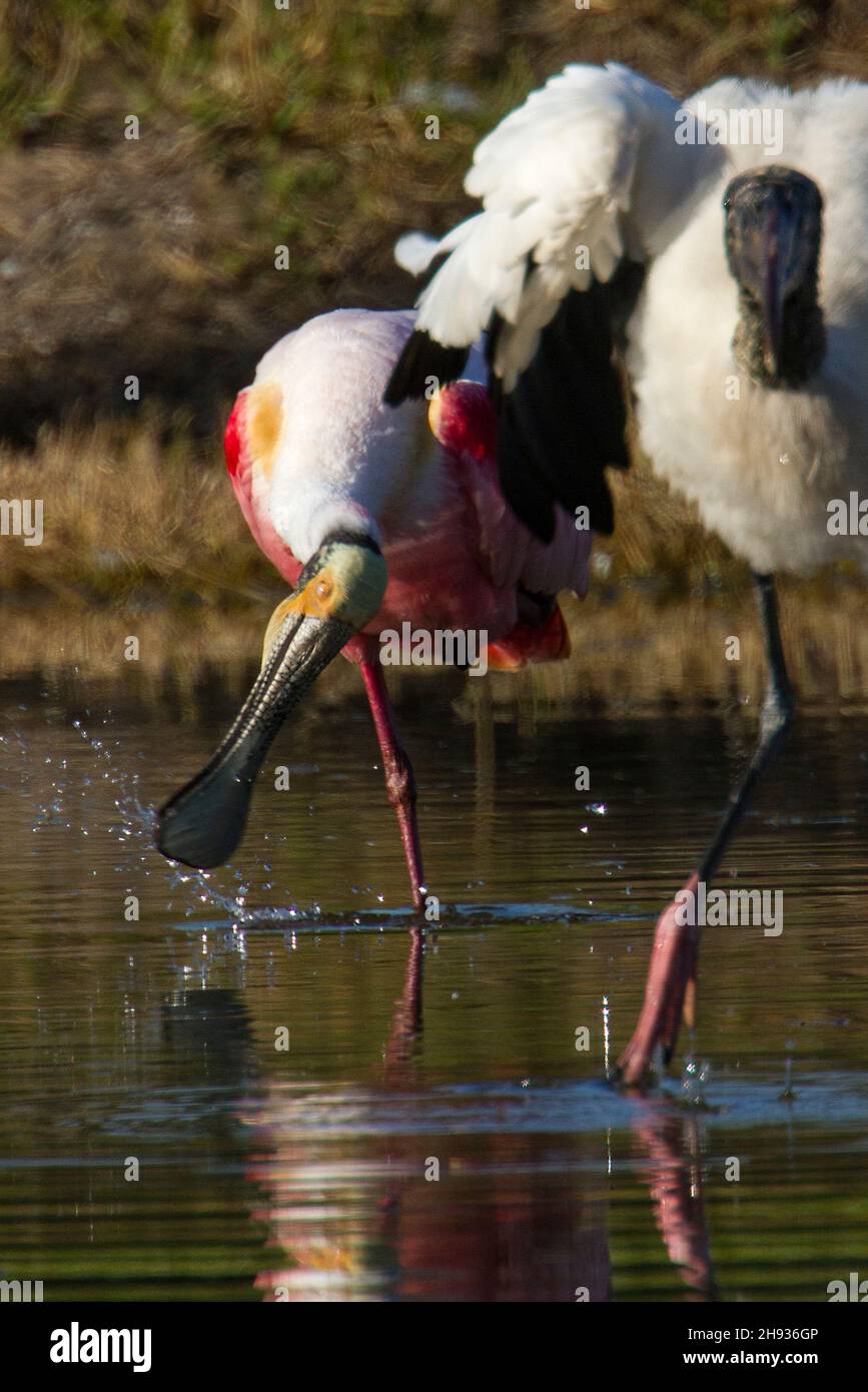 A wood stork, mycteria americana, front and a Roseate Spoonbill ...