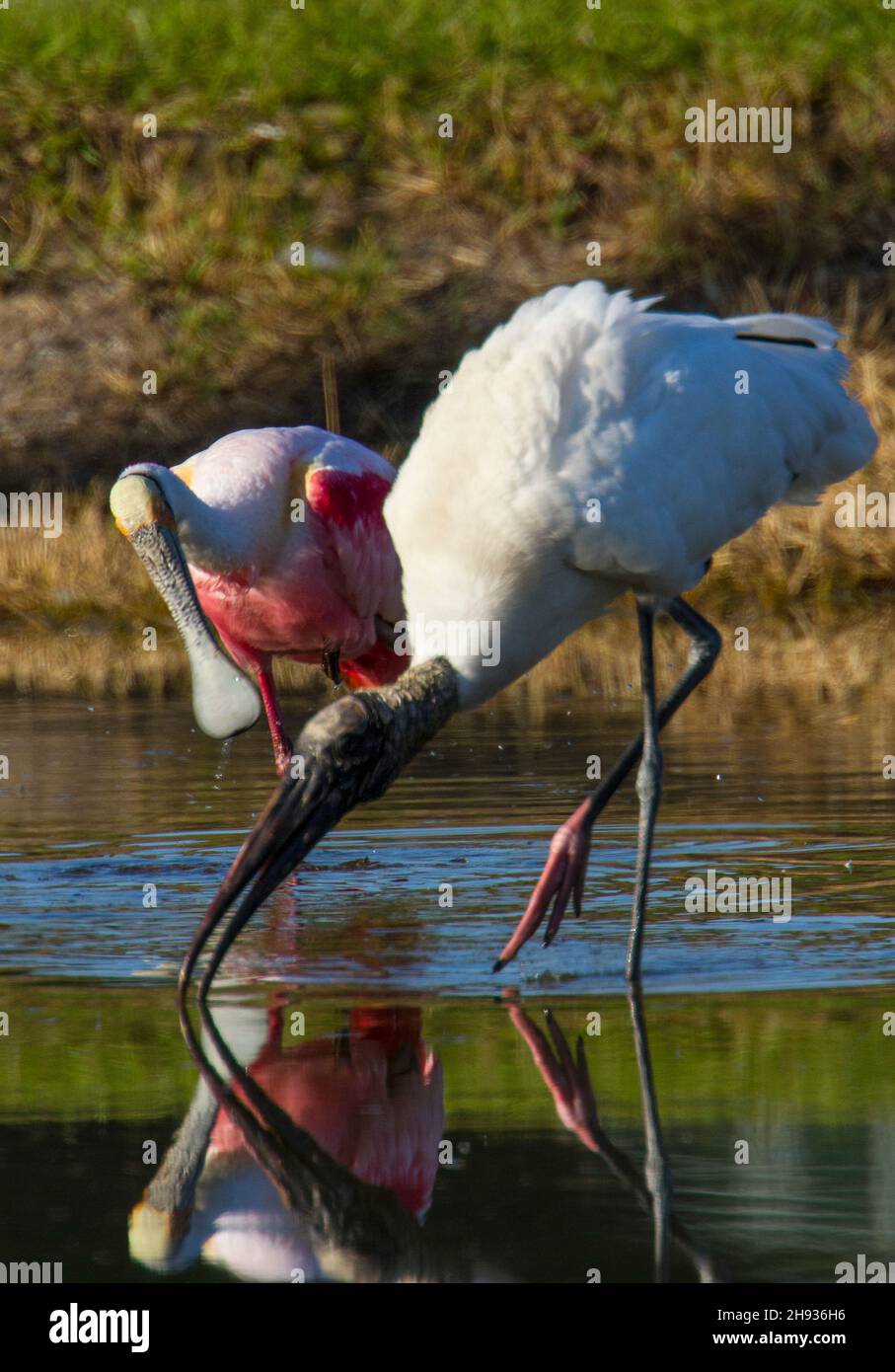 A wood stork, mycteria americana, front and a Roseate Spoonbill ...