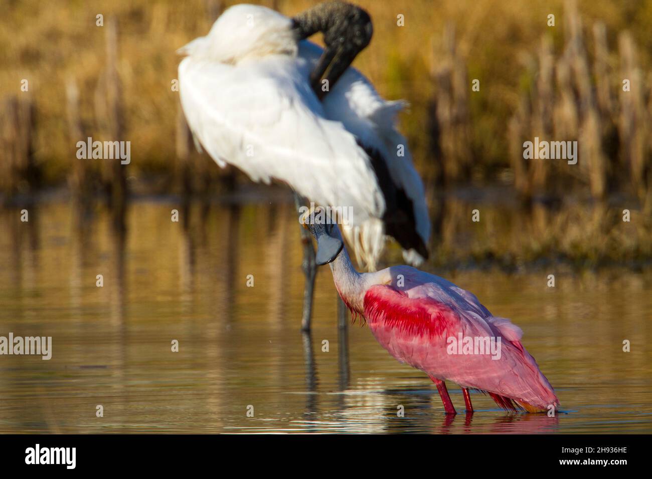 A wood stork, mycteria americana, rear and a Roseate Spoonbill ...