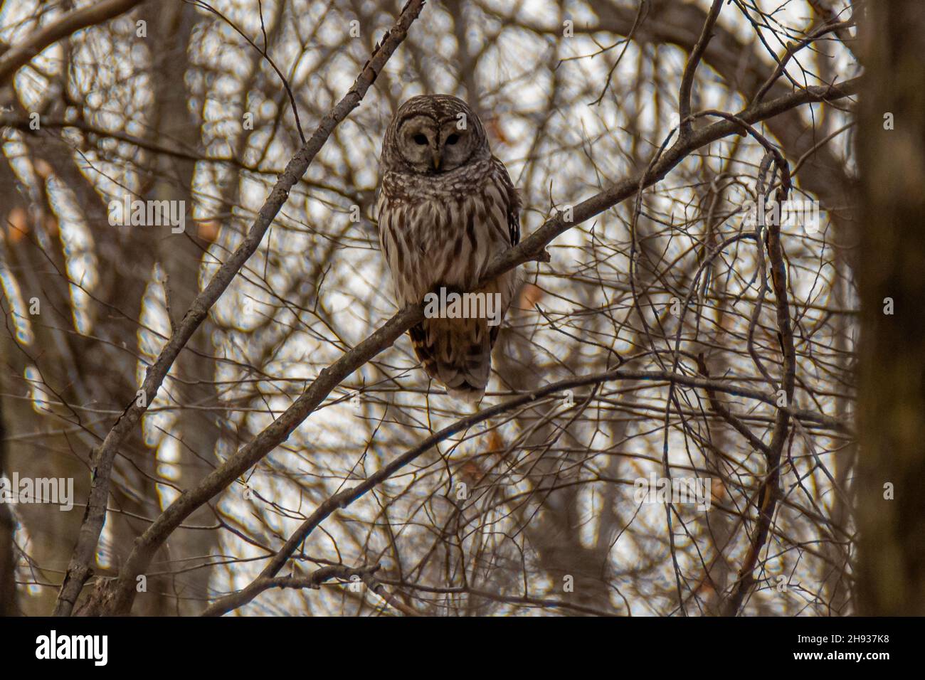 Barred owl perched hi-res stock photography and images - Alamy