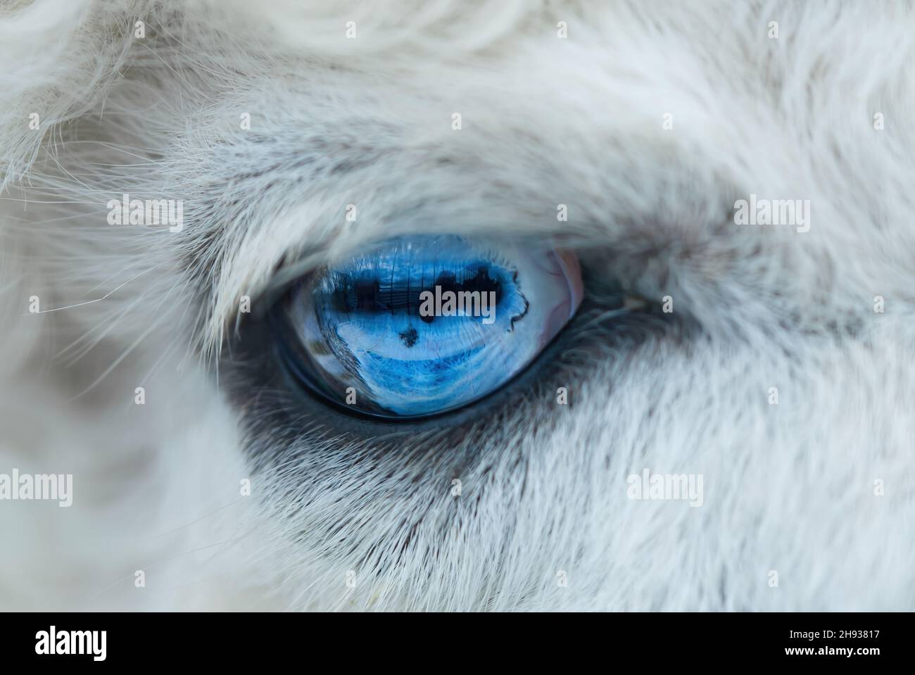 Llamas eye hi-res stock photography and images - Alamy