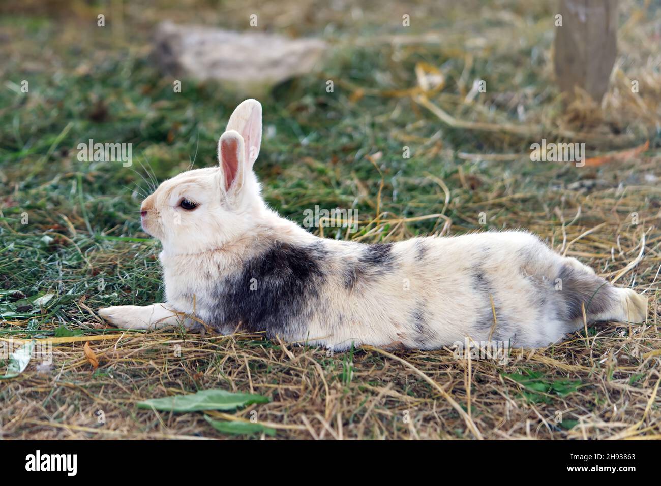 domestic rabbit lies on the grass Stock Photo - Alamy
