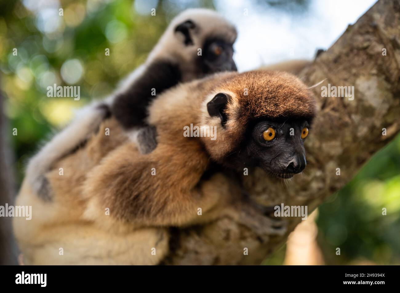 Closeup of Common brown lemurs on a tree in a forest with a blurry ...