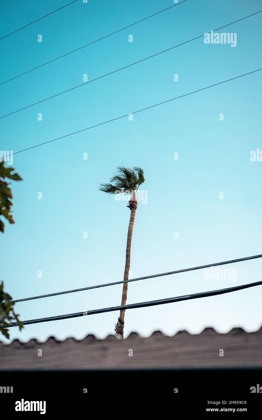 Palm tree fluttering on a wind Stock Photo - Alamy
