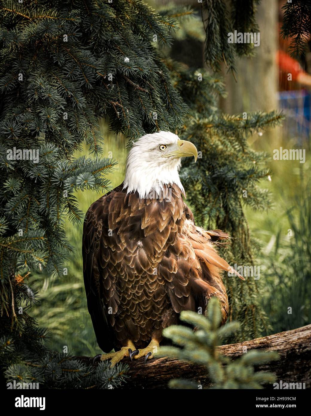 Selective focus shot of a bald eagle sitting on a branch Stock Photo ...