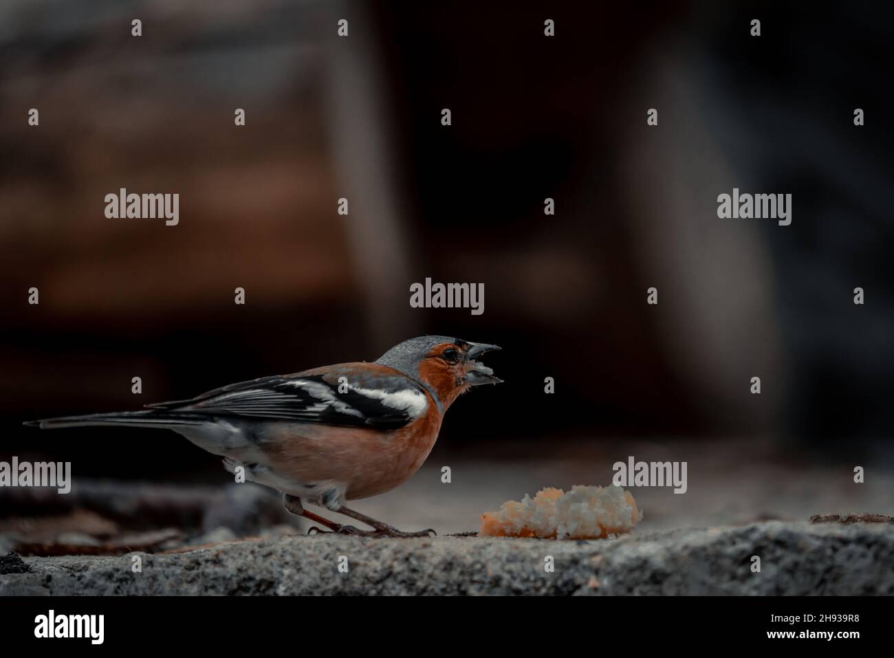 Closeup of a small bird on a blurred background Stock Photo - Alamy