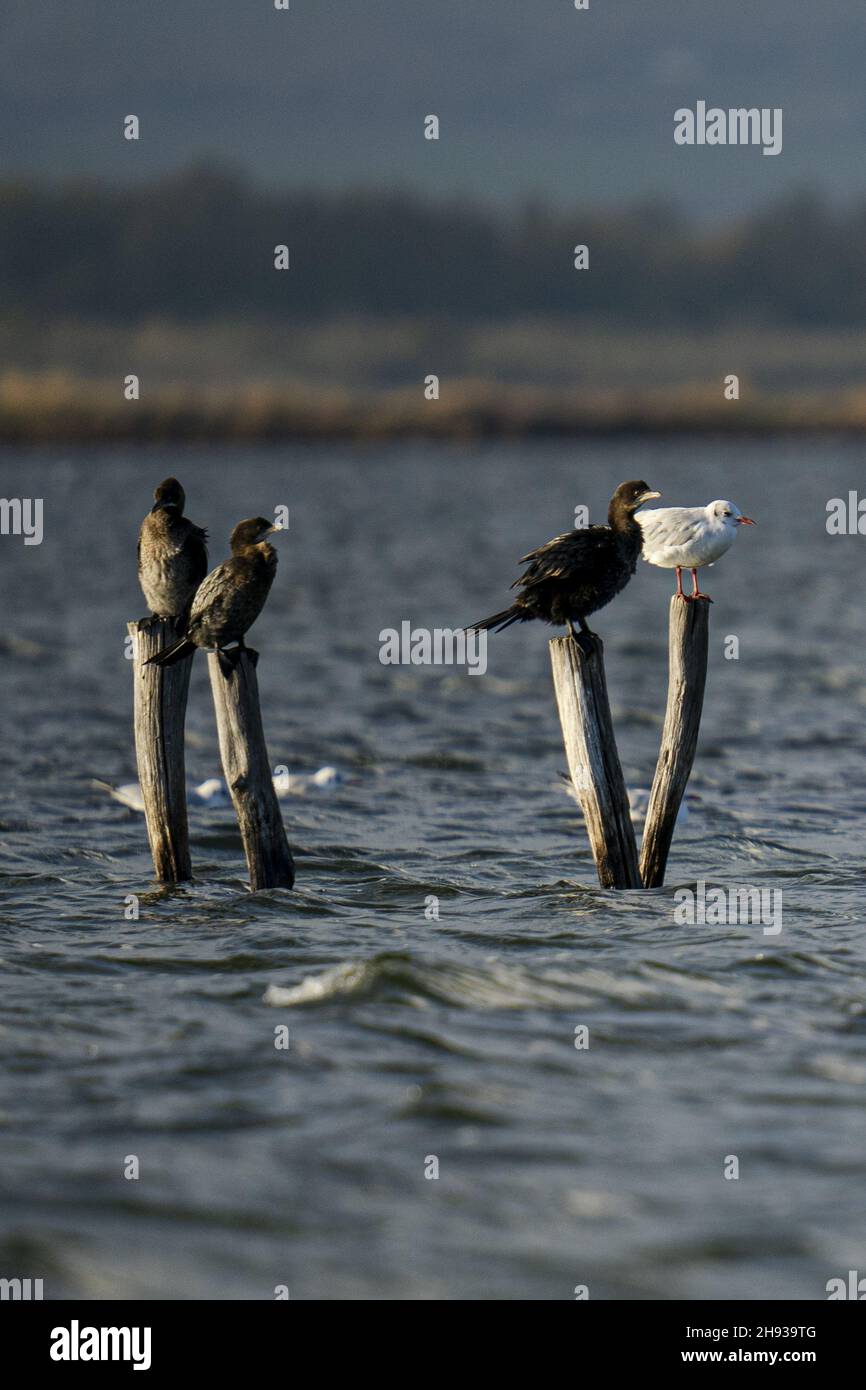 Vertical shot of beautiful and small seagulls on a wooden breakwater ...