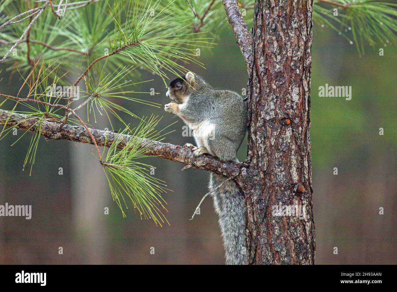 Fox squirrel sitting in a pine tree Stock Photo - Alamy