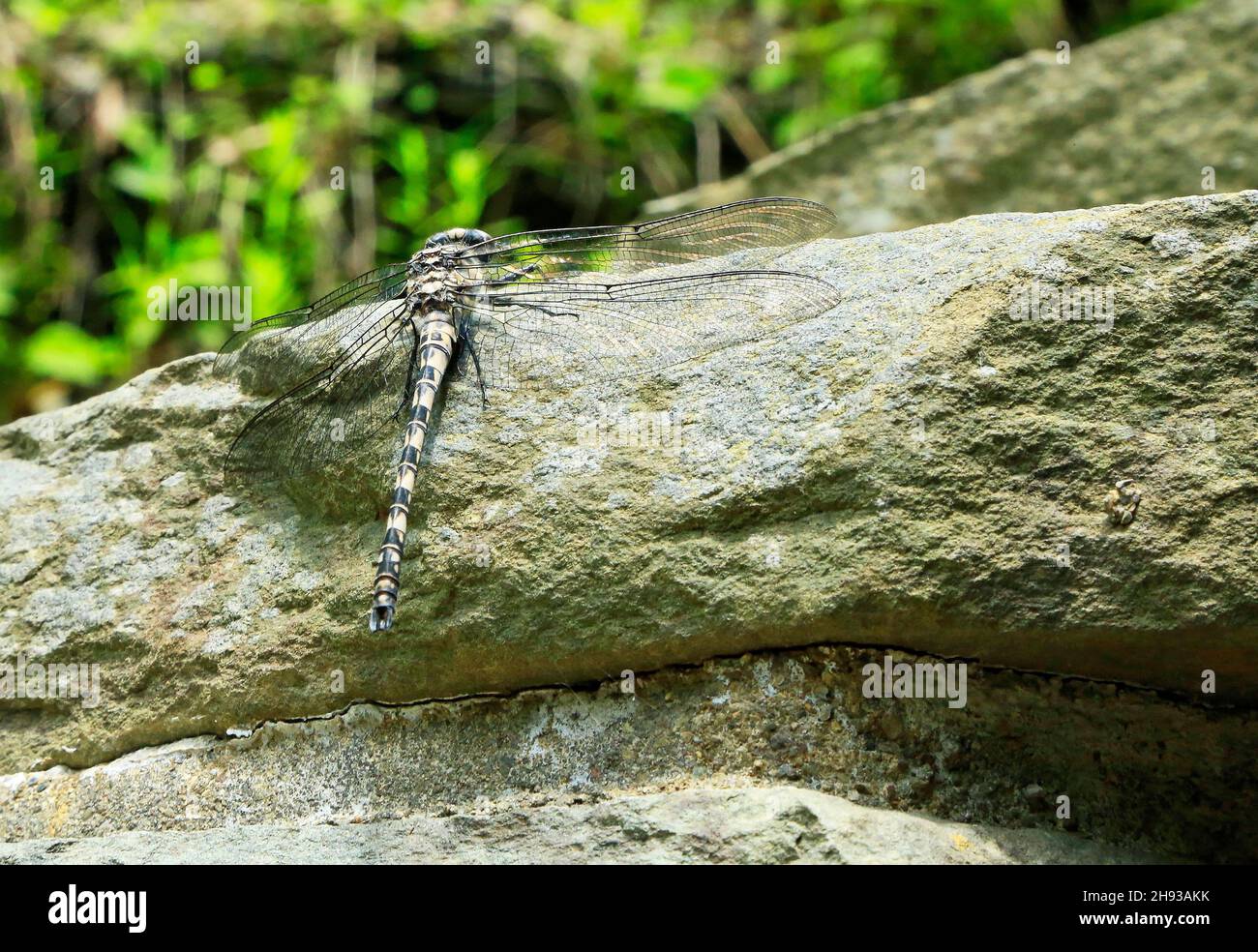 Grey petaltail dragonfly Stock Photo - Alamy