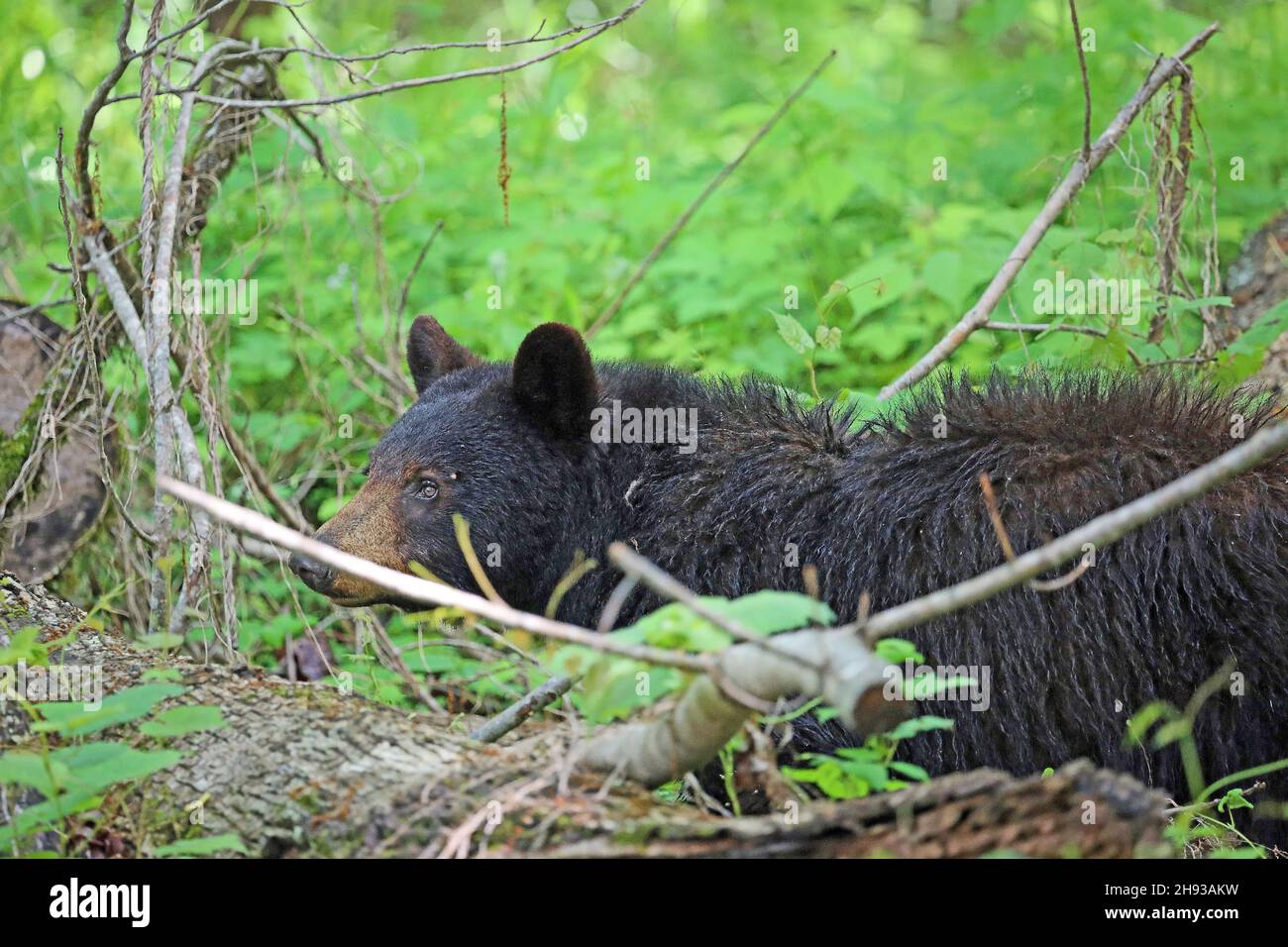 Black bear in forest hi-res stock photography and images - Alamy