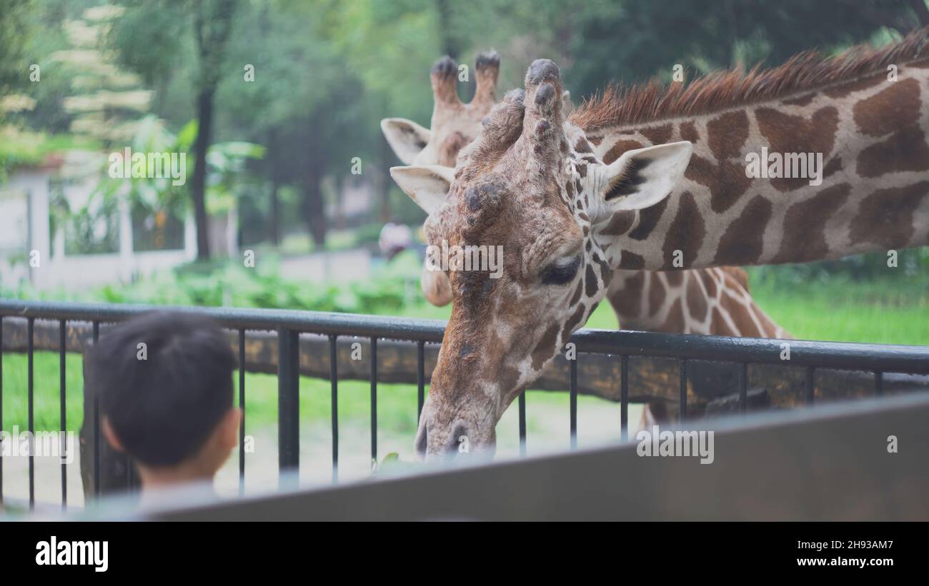 Children feed giraffes with leaves at zoo. Media. Beautiful cute ...