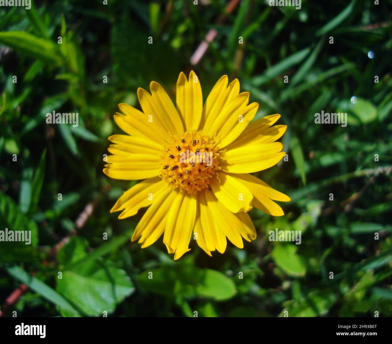 Wedelia paludosa hi-res stock photography and images - Alamy