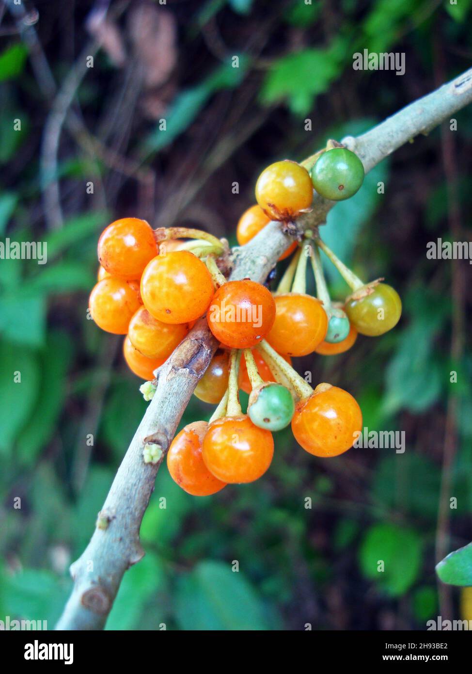 Wild yellow berries (Acnistus arborescens) on tropical forest Stock ...