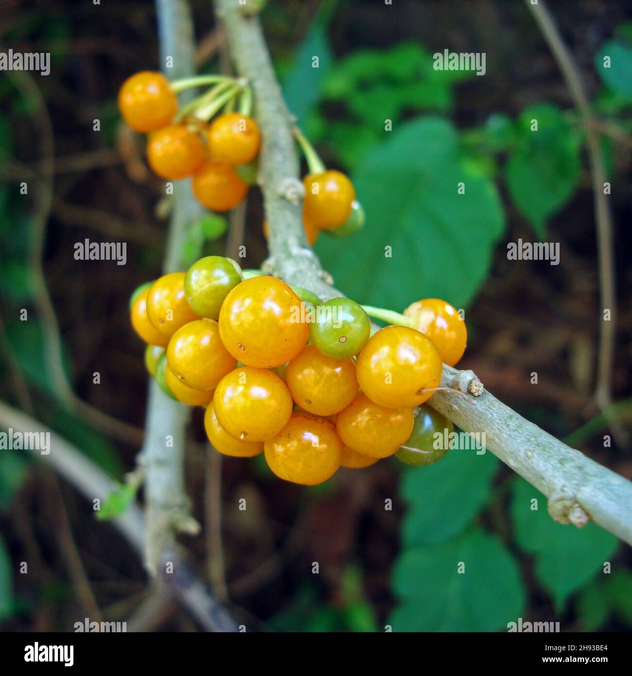 Yellow Fruit Berry