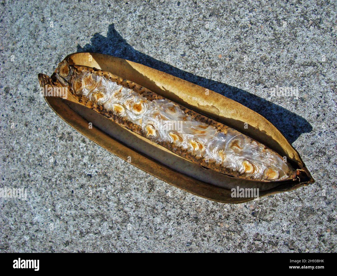 Winged seed pods hi-res stock photography and images - Alamy