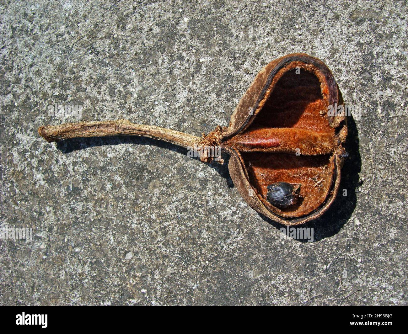 Sterculia High Resolution Stock Photography and Images - Alamy