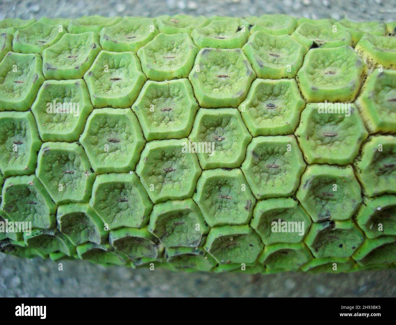 Swiss Cheese Plant Fruit