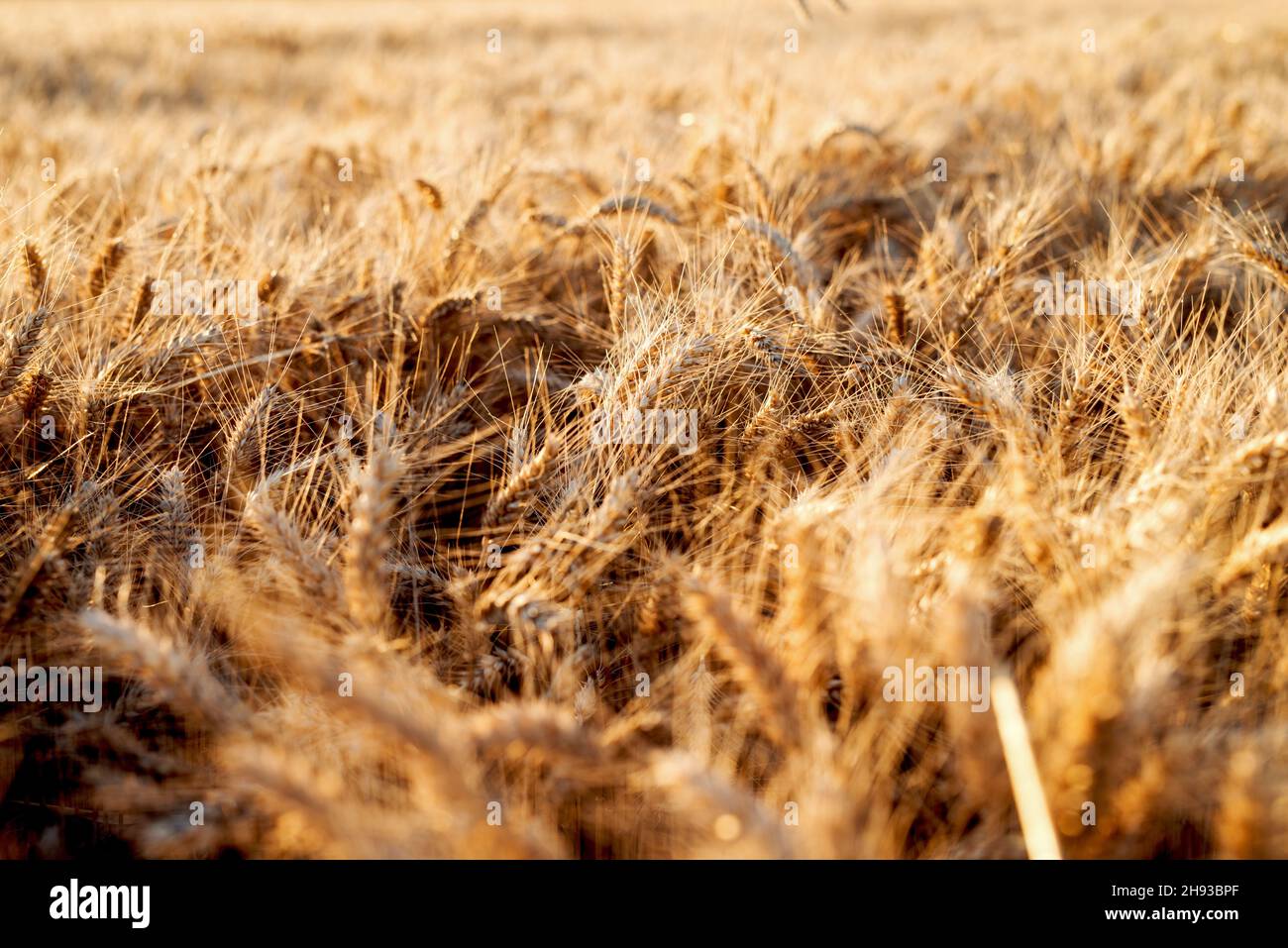 Art & Collectibles Prints Digital Prints Golden wheat at sunset etna.com.pe