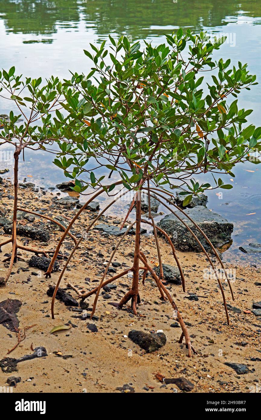 Red Mangrove Tree