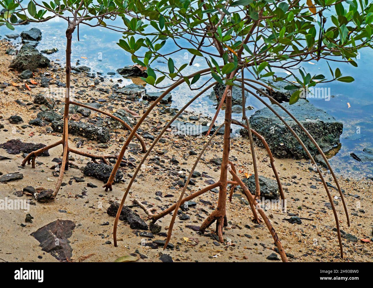 Red mangrove tree hi-res stock photography and images - Alamy