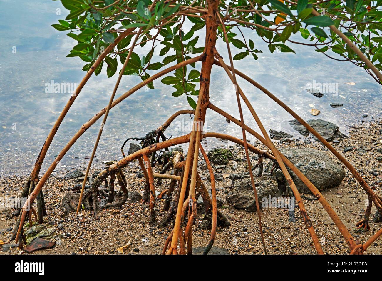 Red mangrove roots (Rhizophora mangle Stock Photo - Alamy