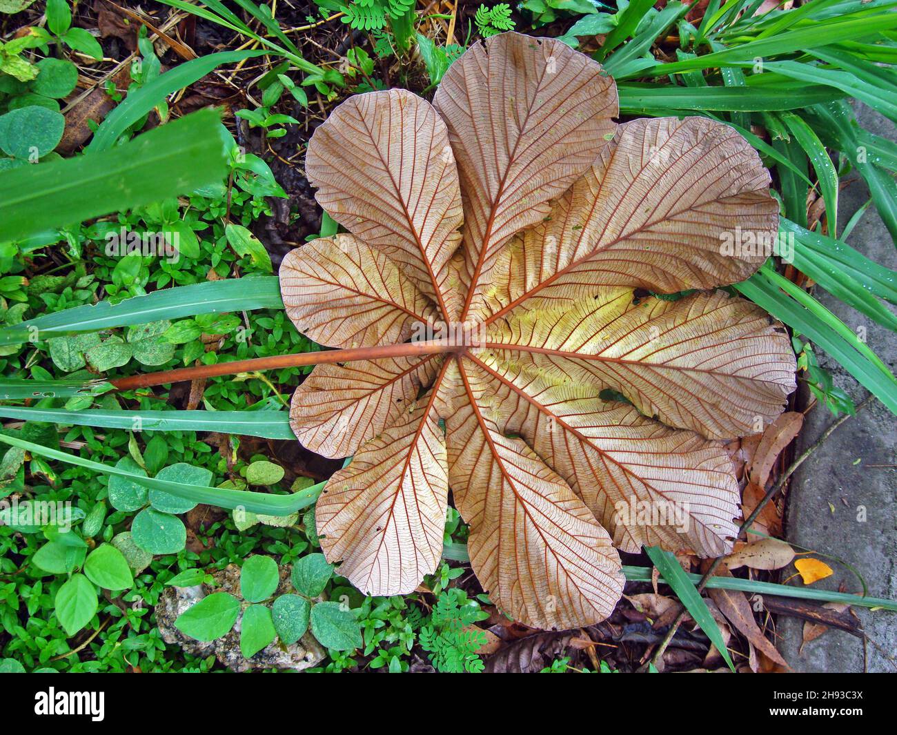 Leaf leaves cecropia tree hi-res stock photography and images - Alamy