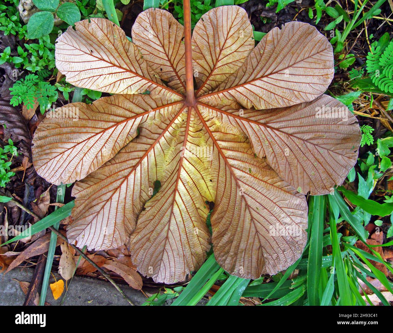 Leaf leaves cecropia tree hi-res stock photography and images - Alamy