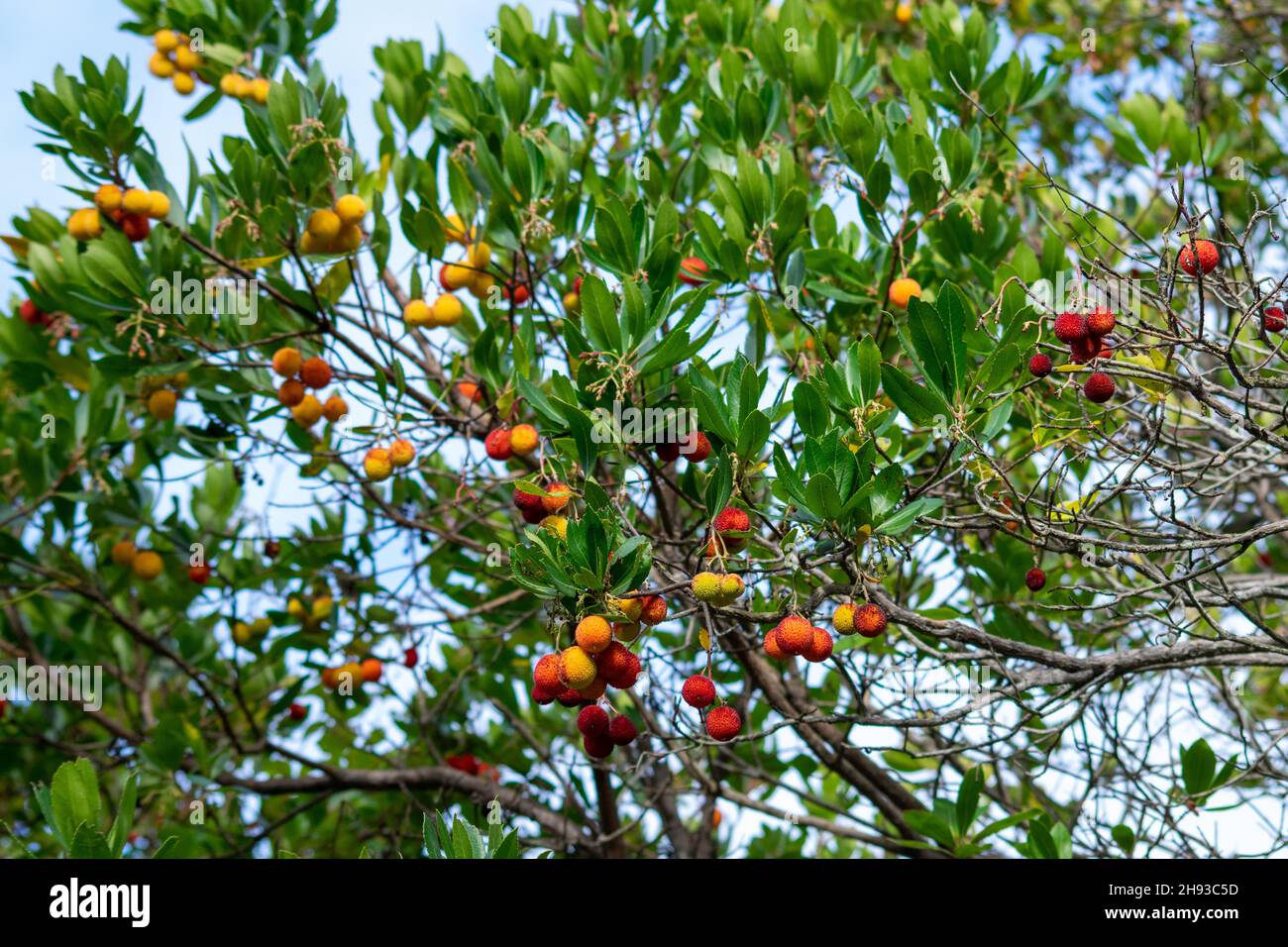 Arbutus or Madrone from the Spanish name madroño, small trees, shrubs ...