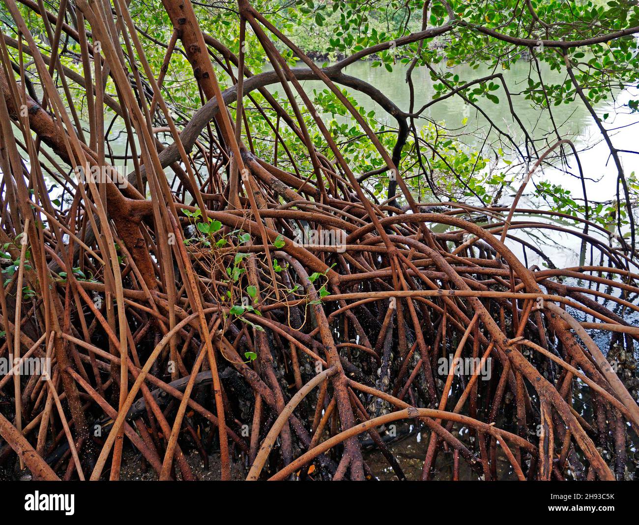Red mangrove roots (Rhizophora mangle Stock Photo - Alamy
