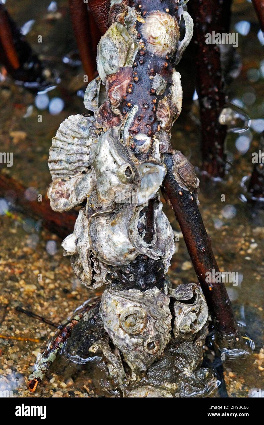 Mangrove oysters (Crassostrea gasar), Rio Stock Photo - Alamy