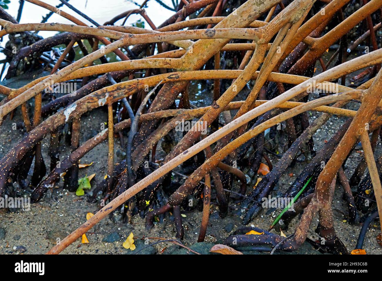 Red mangrove roots (Rhizophora mangle Stock Photo - Alamy