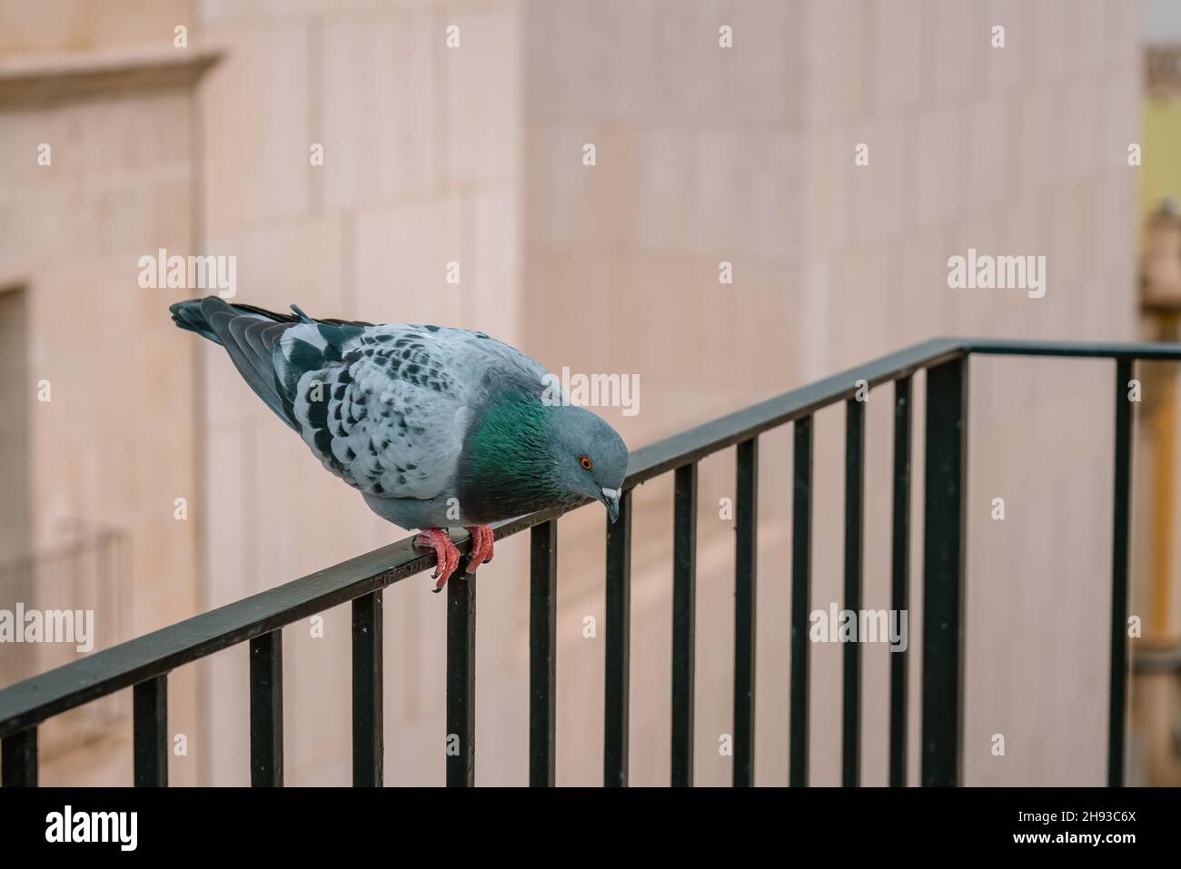 A Pigeon sitting on Balcony Railing, look down Stock Photo - Alamy