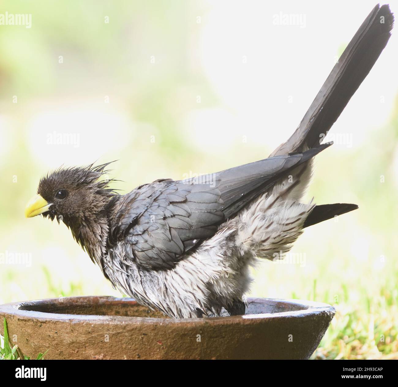 A western plantain-eater (Crinifer piscator) enjoys a bath in a bowl of ...