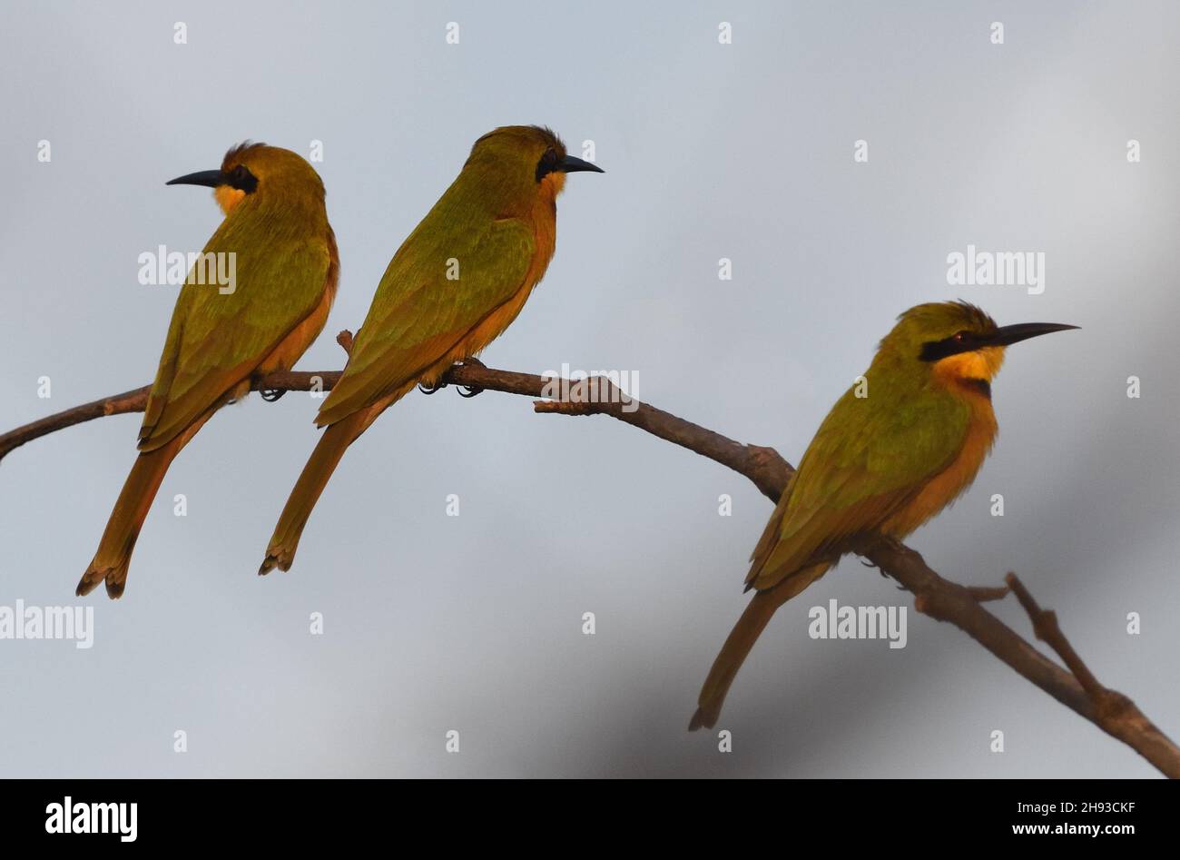 Therr little bee-eaters (Merops pusillus) perches on a branch in ...