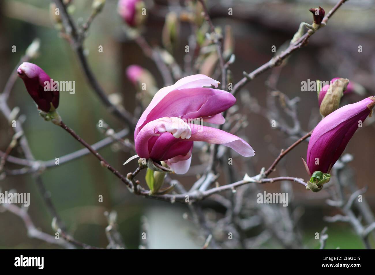 Lily Magnolia (Magnolia liliiflora) flower Stock Photo - Alamy