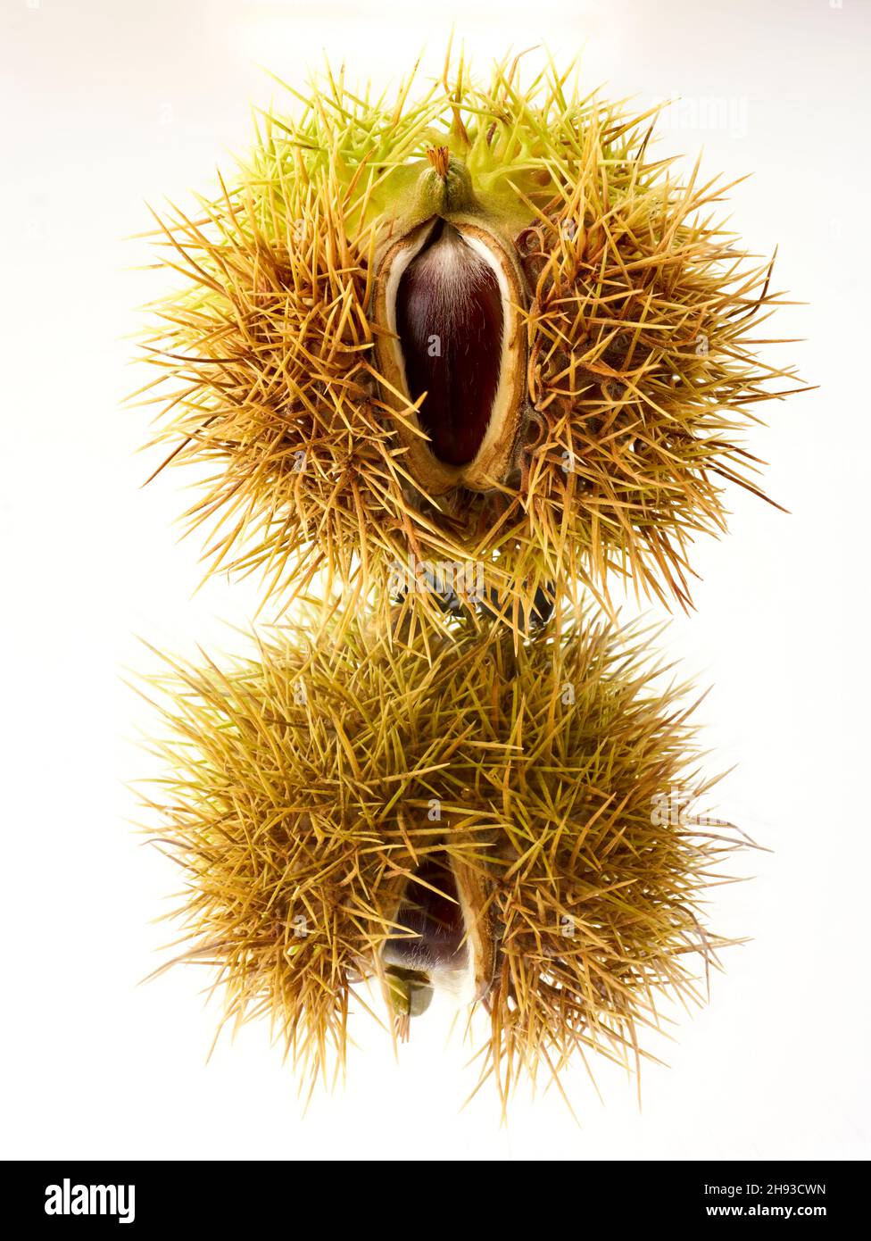 Very close up spikes Sweet Chestnut (Castanea sativa ) forage food ...