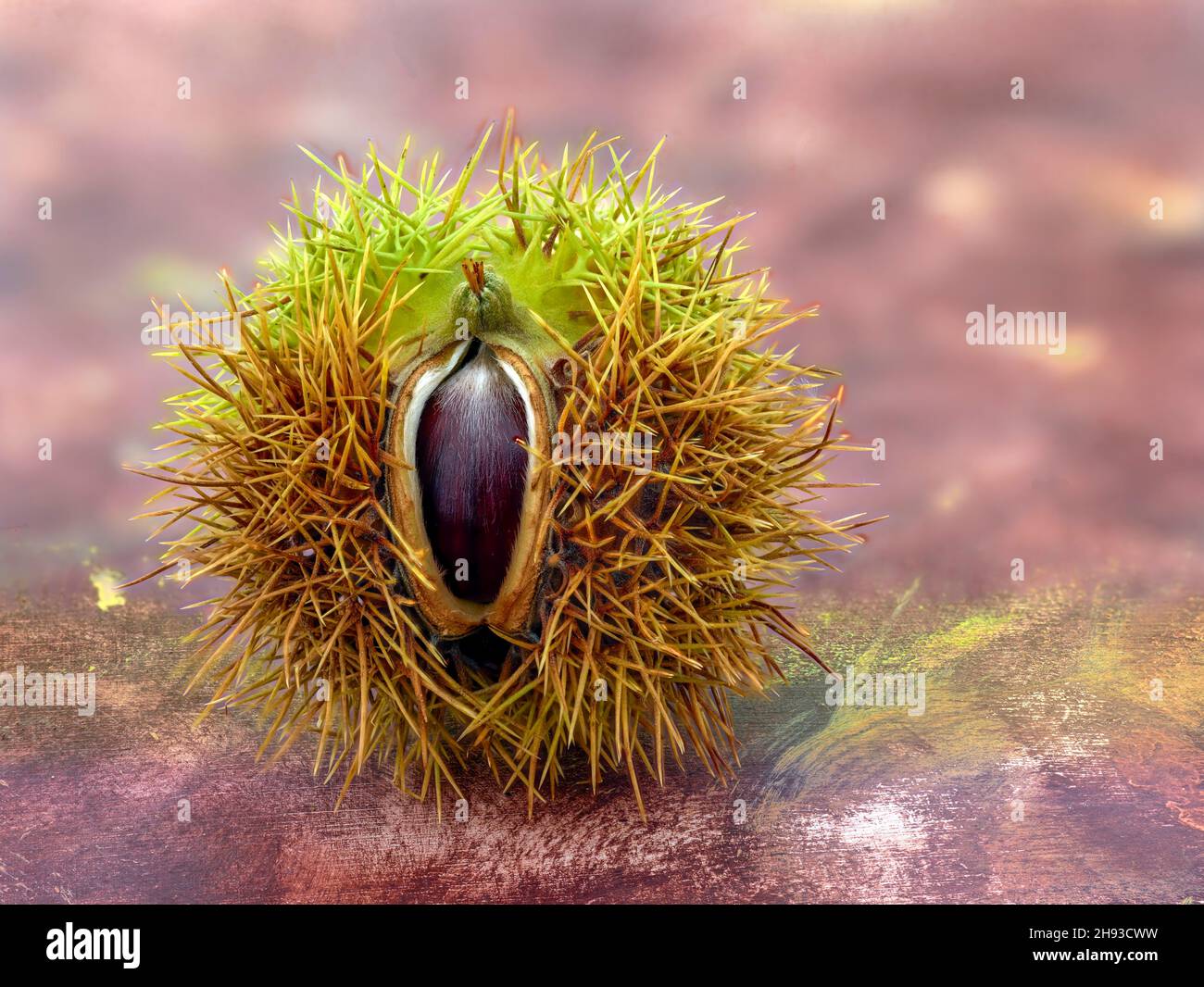 Very close up spikes Sweet Chestnut (Castanea sativa ) forage food ...