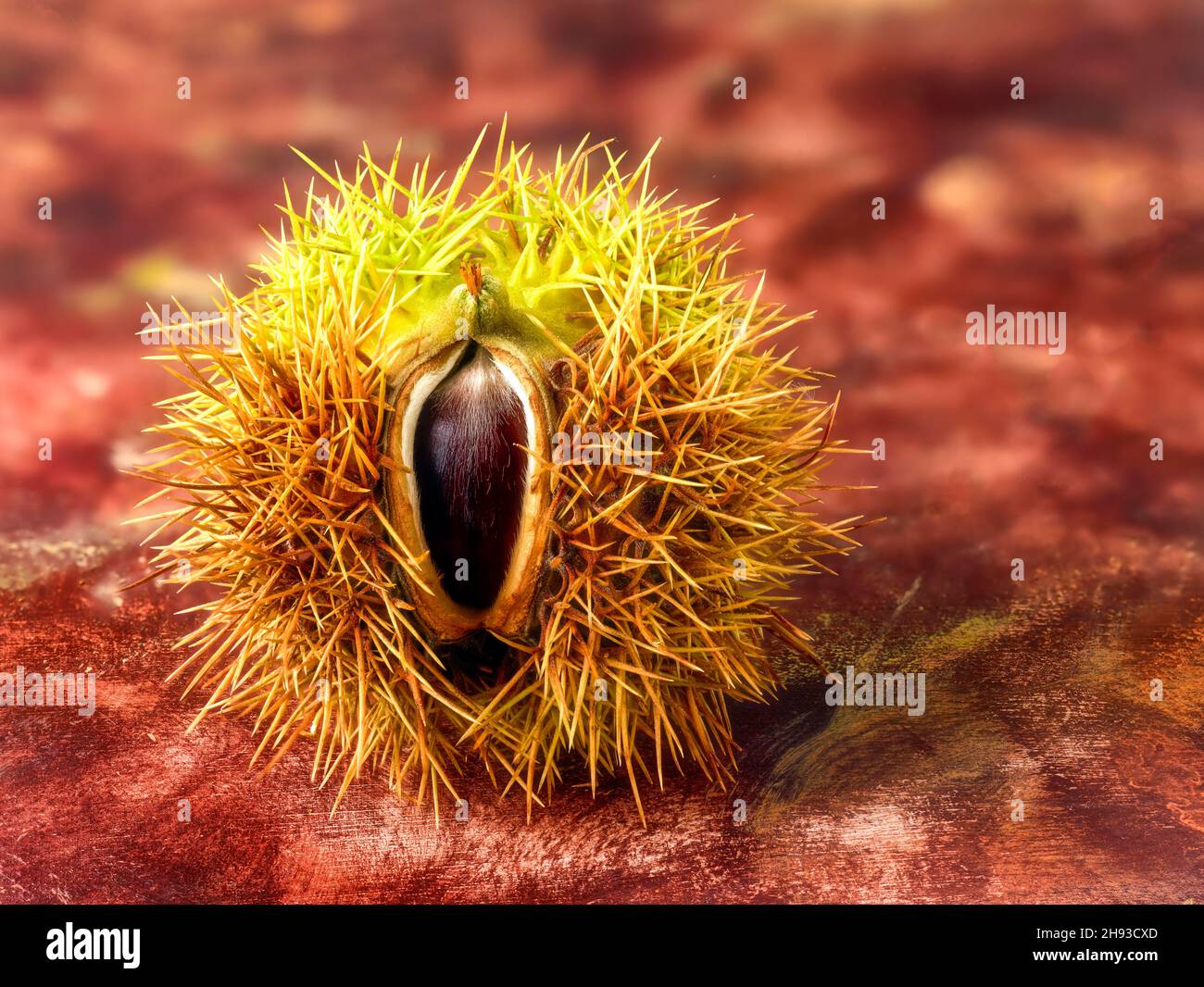Very close up spikes Sweet Chestnut (Castanea sativa ) forage food ...