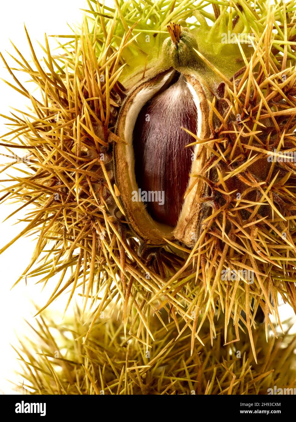 Very close up spikes Sweet Chestnut (Castanea sativa ) forage food ...